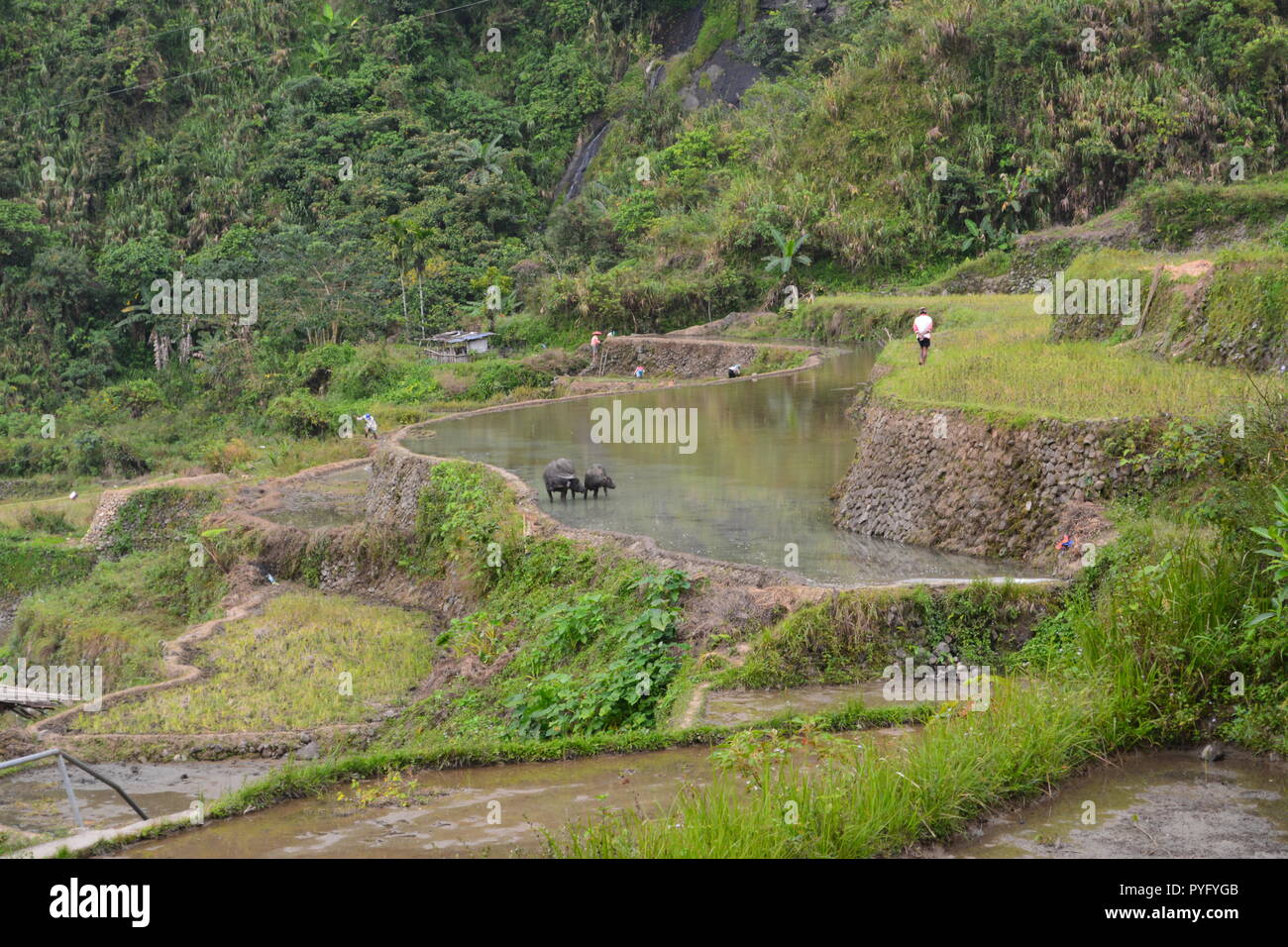 Bangaan High Resolution Stock Photography and Images - Alamy