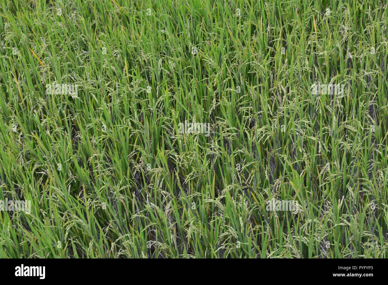 Bangaan rice terraces hi-res stock photography and images - Alamy