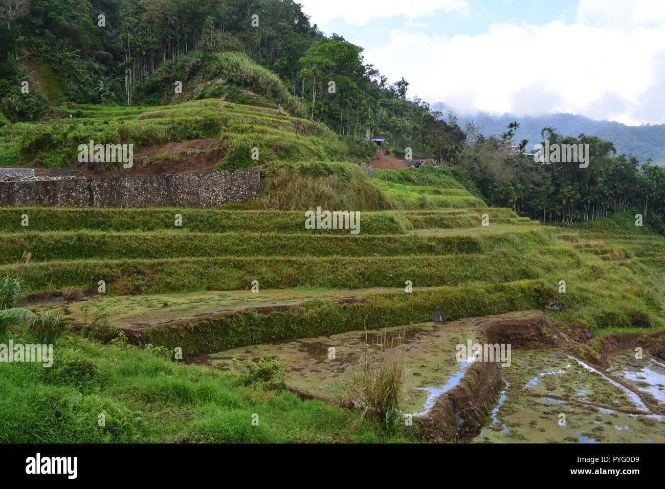 Ifugao Rice High Resolution Stock Photography and Images - Alamy