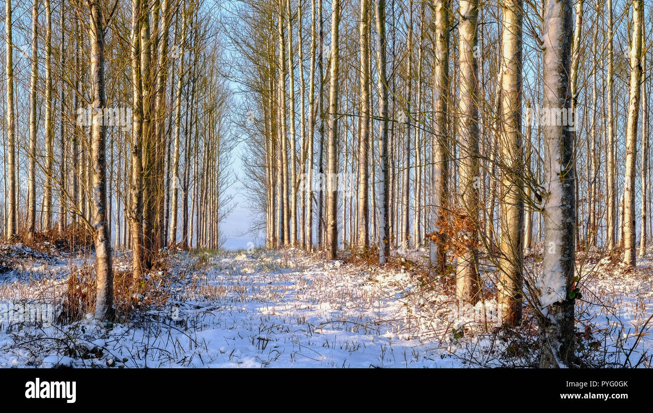 The national forest midlands hi-res stock photography and images - Alamy