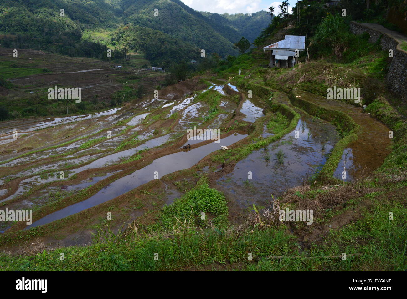 Kiangan High Resolution Stock Photography and Images - Alamy