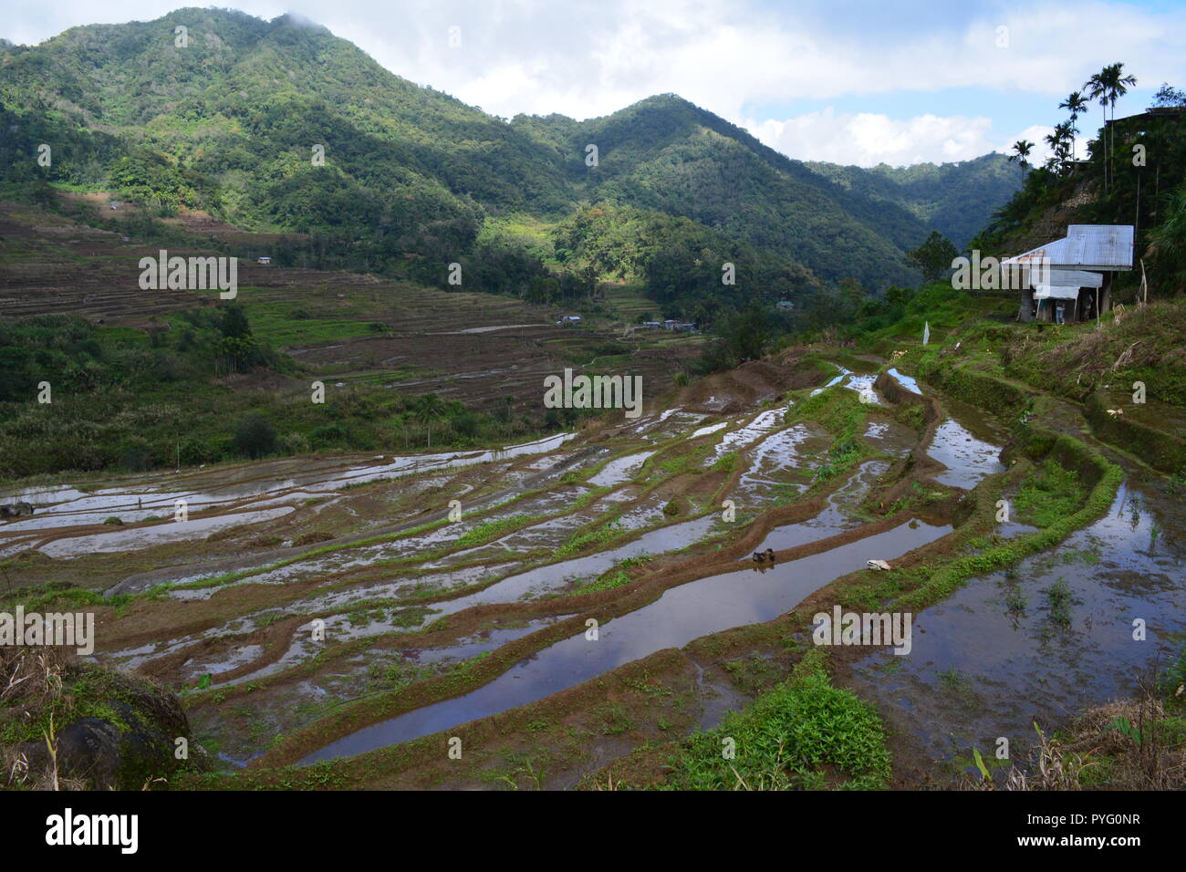 Kiangan High Resolution Stock Photography and Images - Alamy