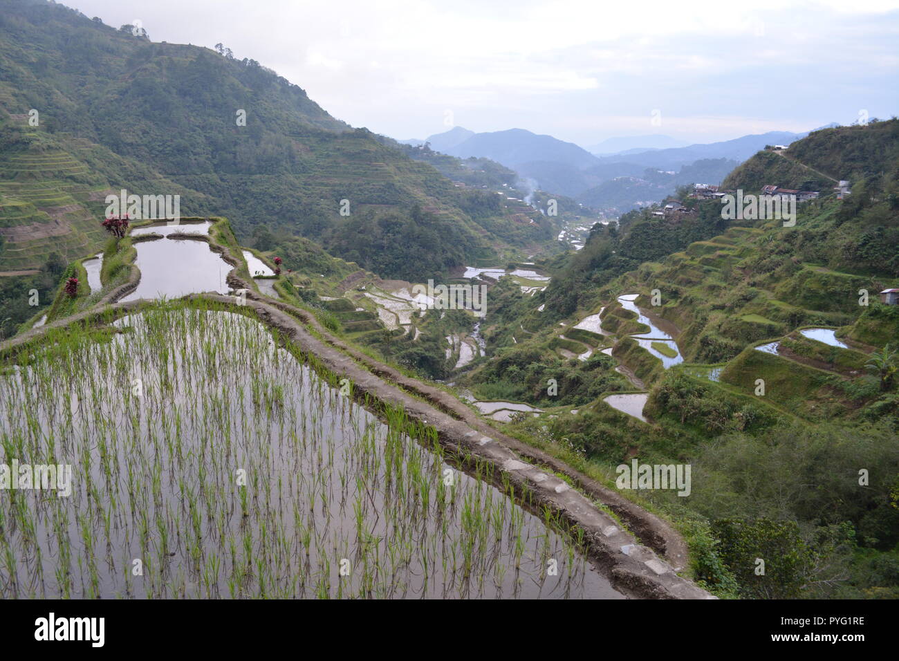 Ifugao rice terraces, philippines hi-res stock photography and images ...