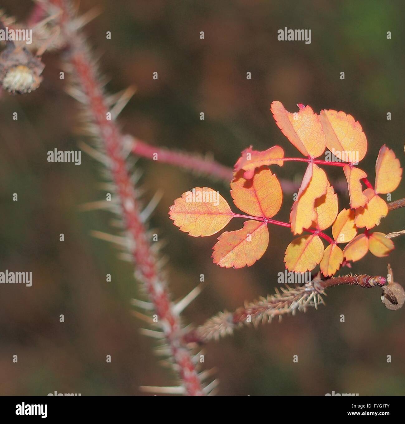 Red autumn leaves of wild rose on a branch of a plant. Close up Stock ...