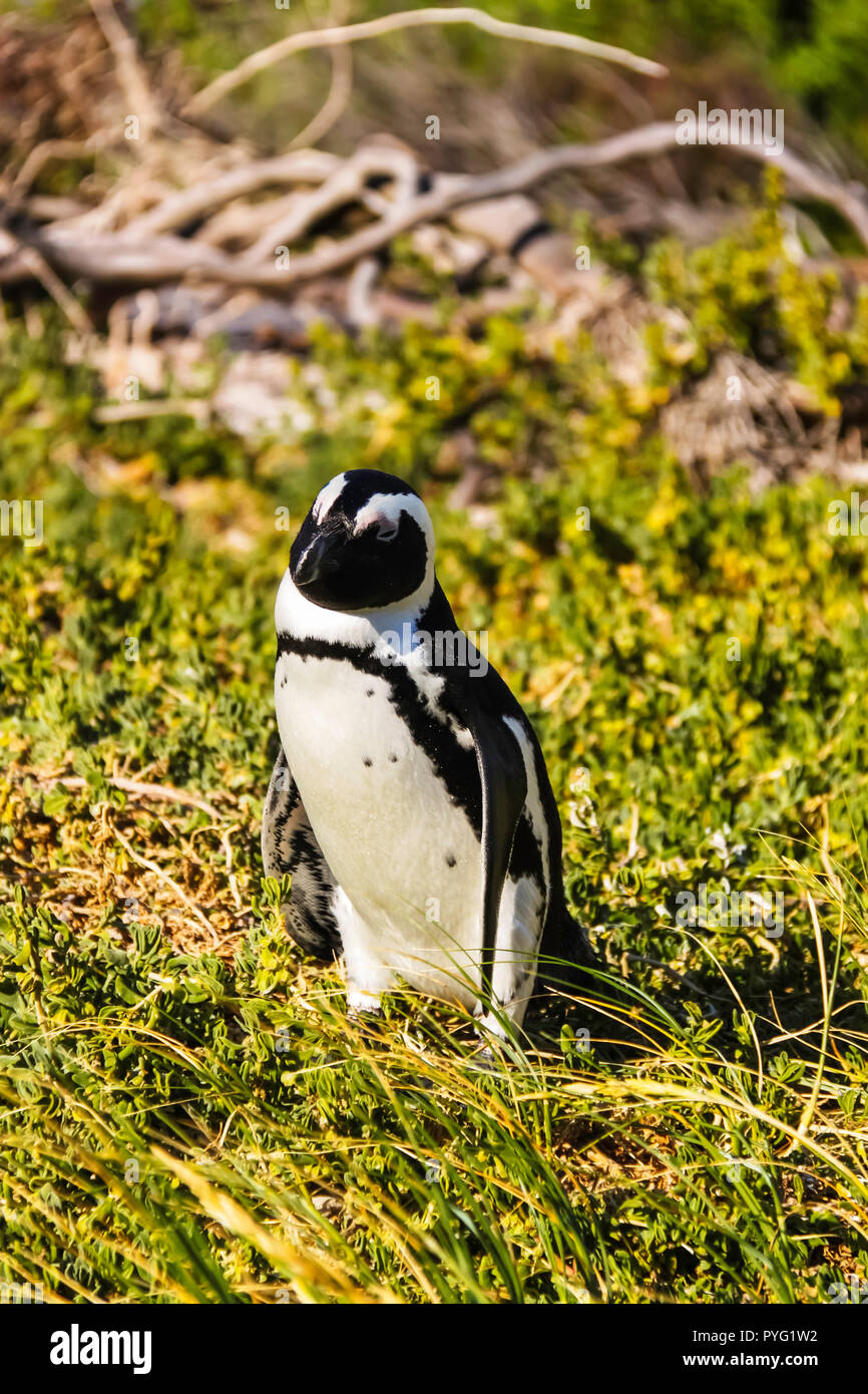 Still bay beach south africa hi-res stock photography and images - Alamy