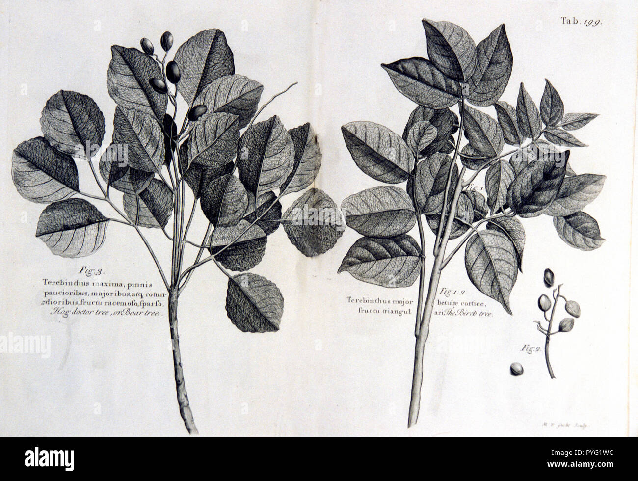 Illustration of the braches, leaves, and nuts of the two types of trees ...