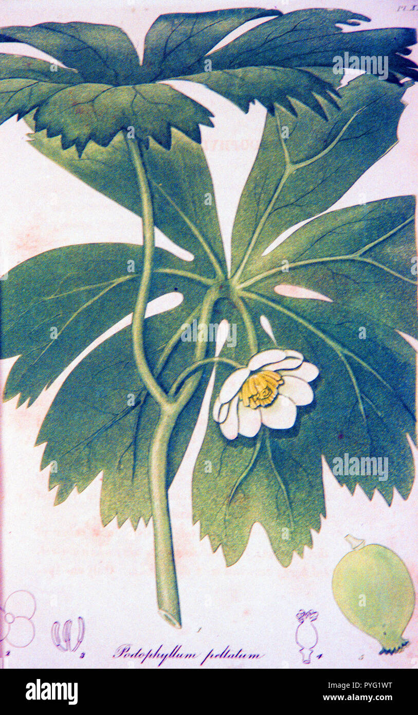 Podophyllum peltatum illustration ca. 1818 Stock Photo - Alamy