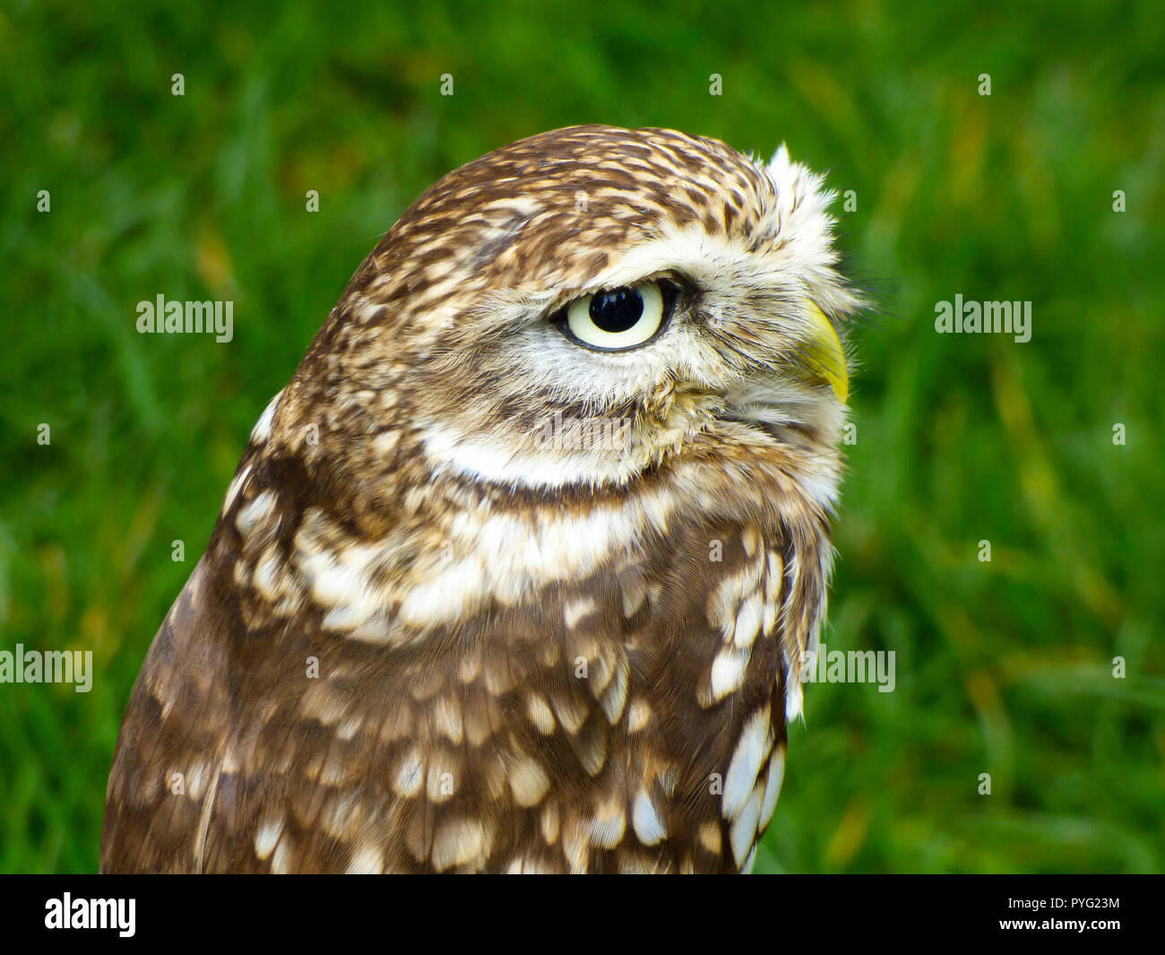 British resident little owl hi-res stock photography and images - Alamy