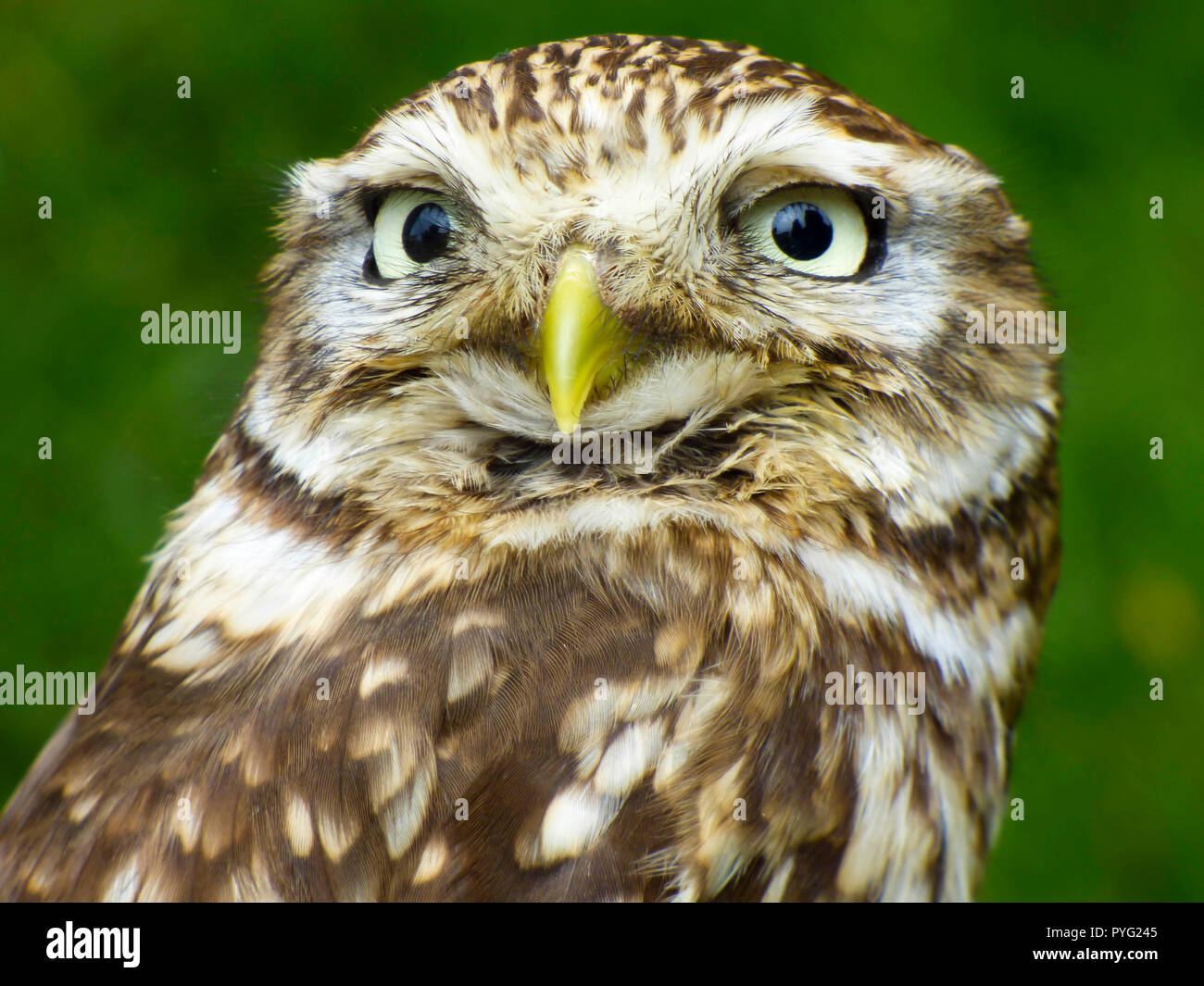 British resident little owl hi-res stock photography and images - Alamy