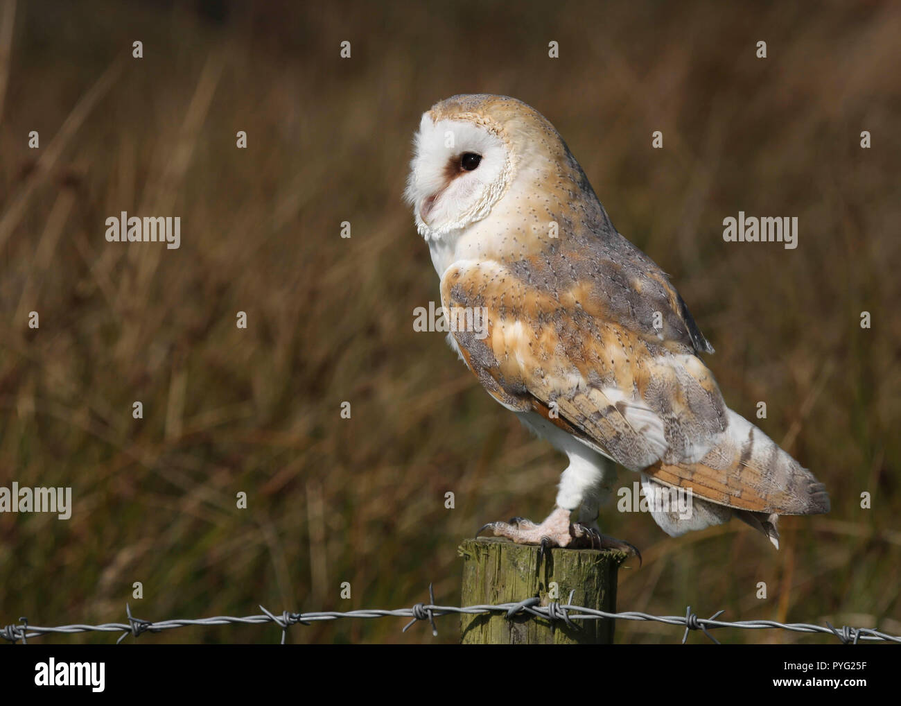Barn Owl(Tyto alba) perched on a fence post at the edge of a field in ...