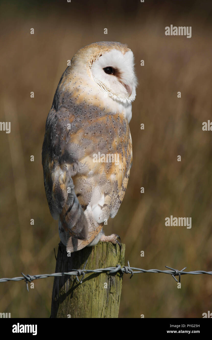 Barn Owl(Tyto alba) perched on a fence post at the edge of a field in ...