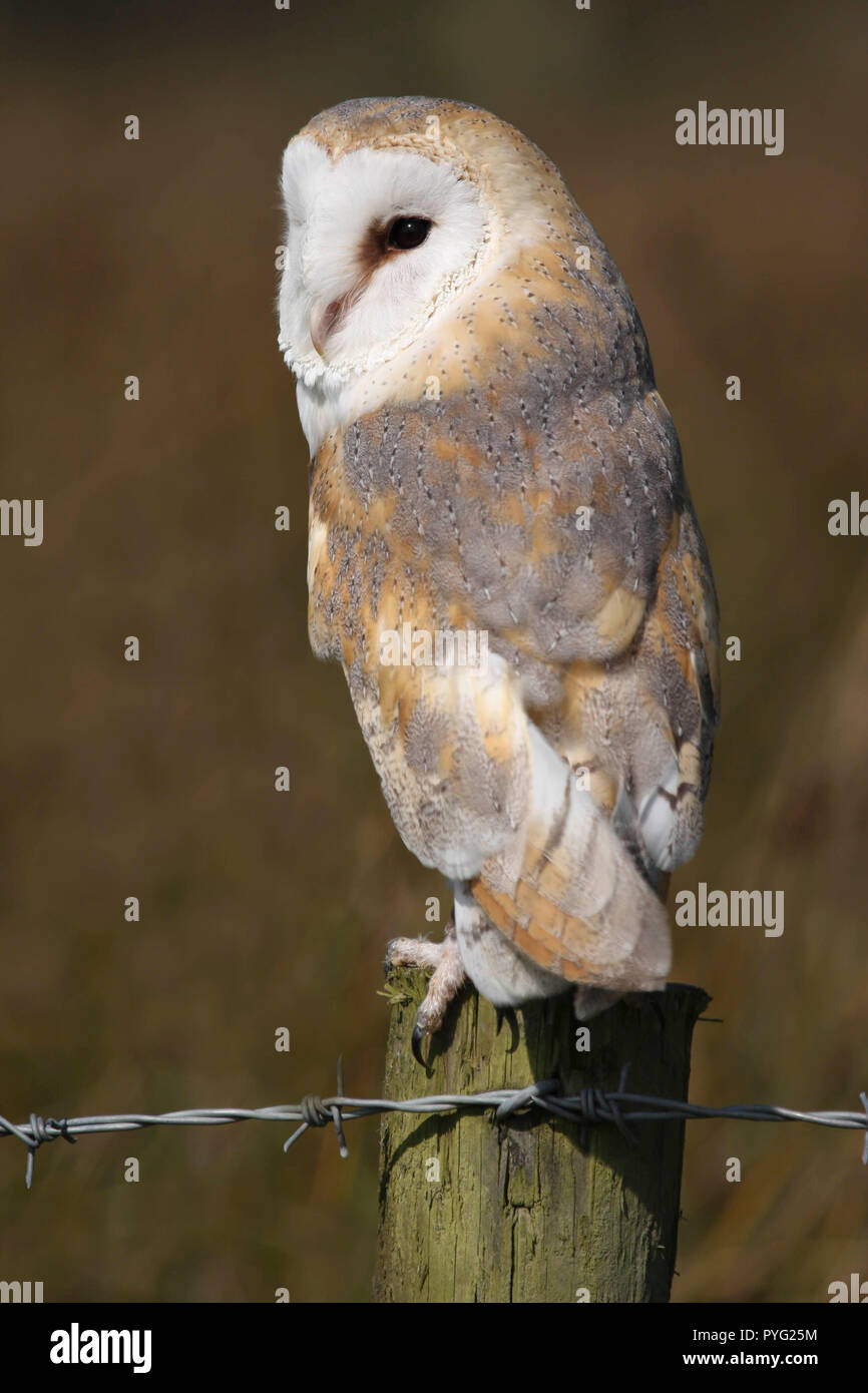 Barn Owl(Tyto alba) perched on a fence post at the edge of a field in ...