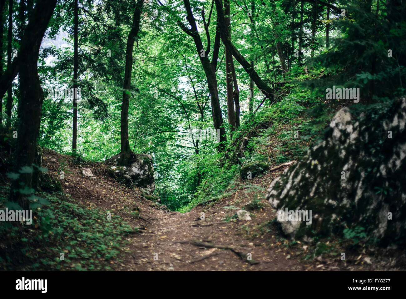 Detail of the forest path in forest near Lake Bled in Slovenia Stock ...