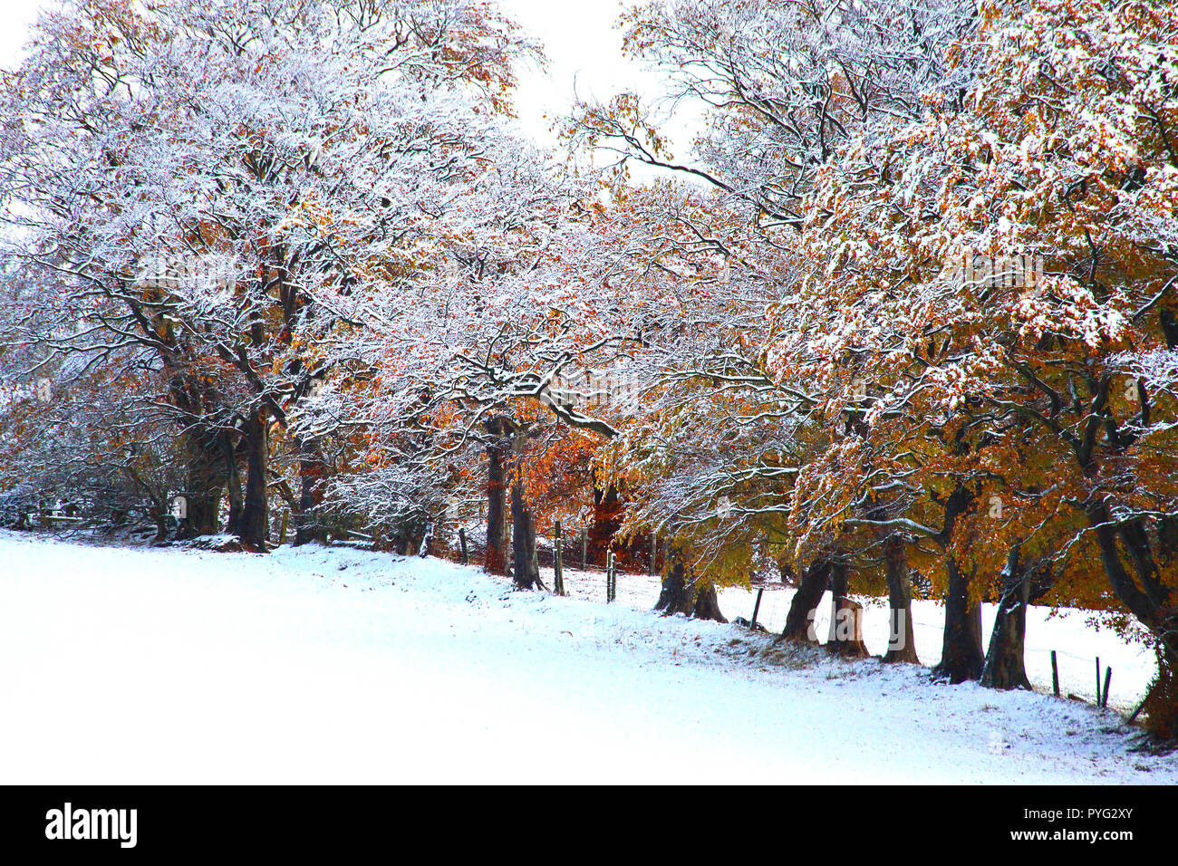 Consett County Durham England UK 28th October 2018 Autumn trees in snow ...