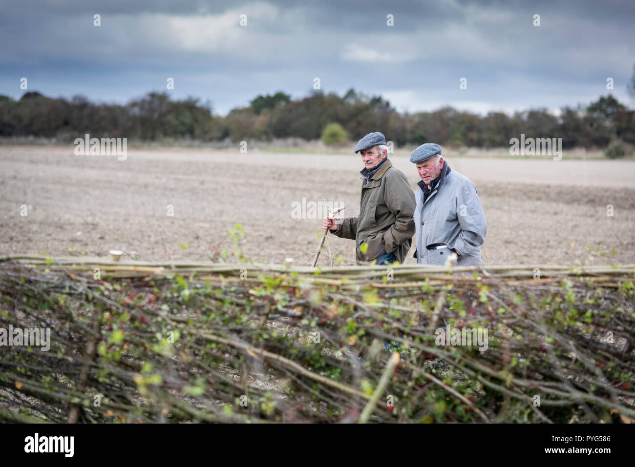 Hedge laying championships hi-res stock photography and images - Alamy