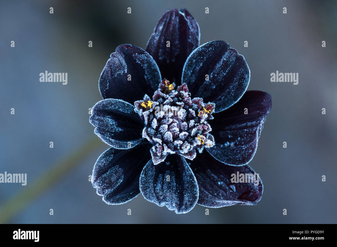 Alamy flower hi-res stock photography and images - Alamy