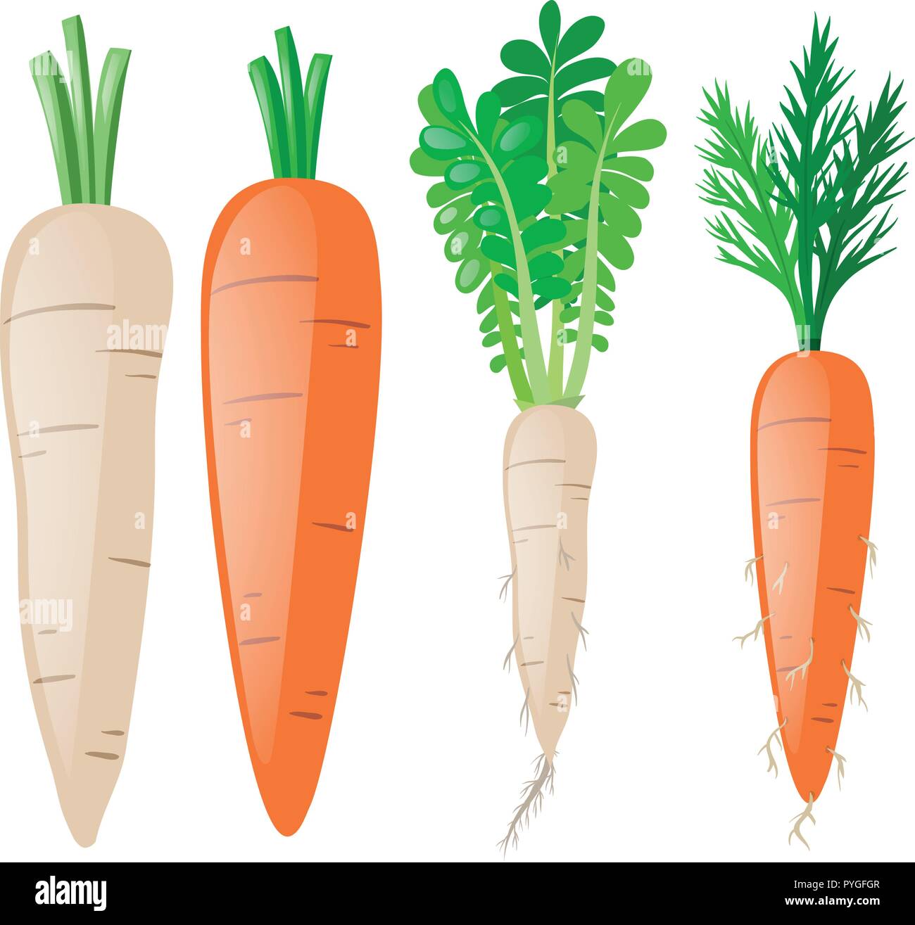 Shapes of carrot hi-res stock photography and images - Alamy