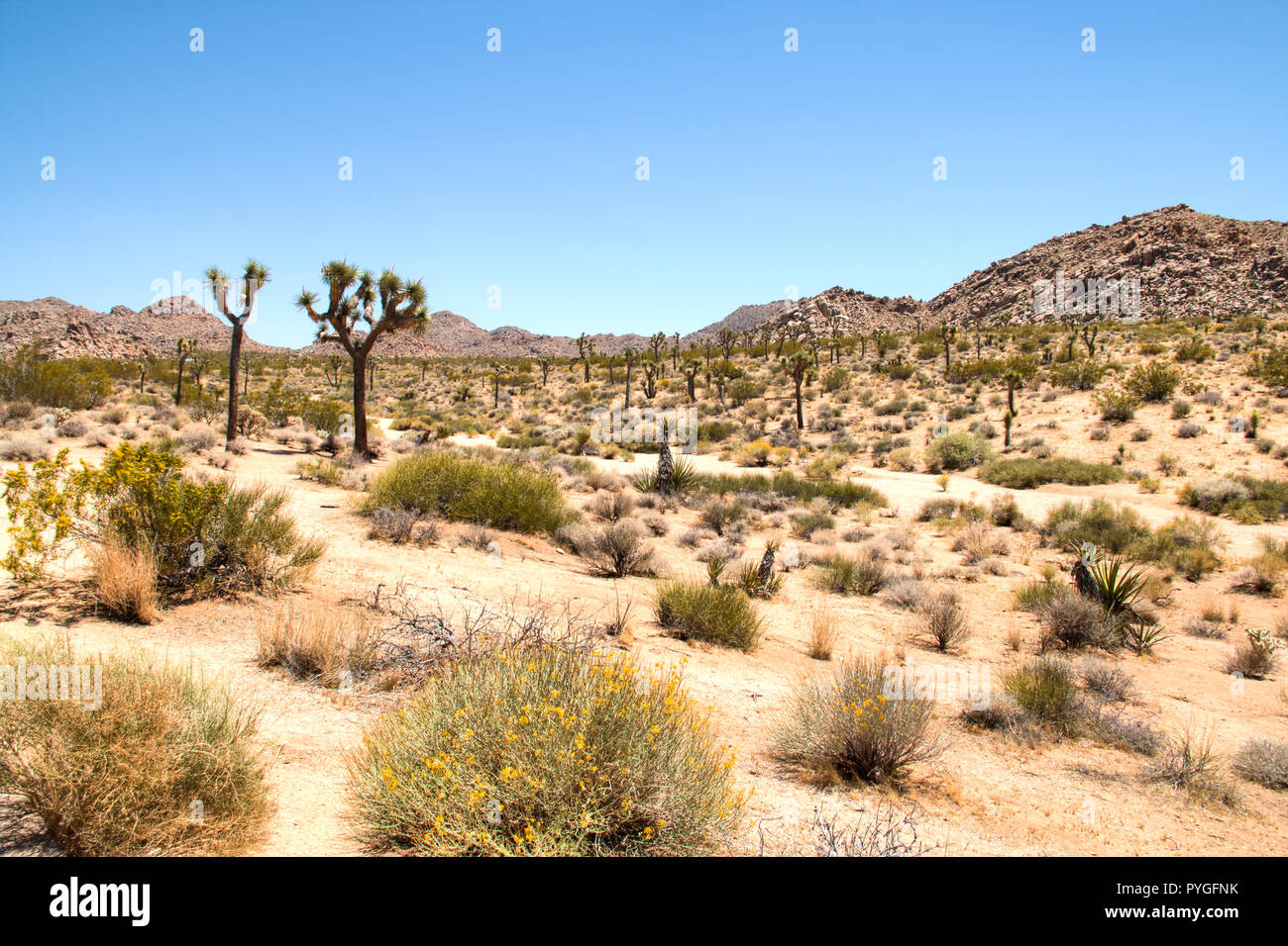 Joshua Tree National Park with its typical trees and rock formations ...