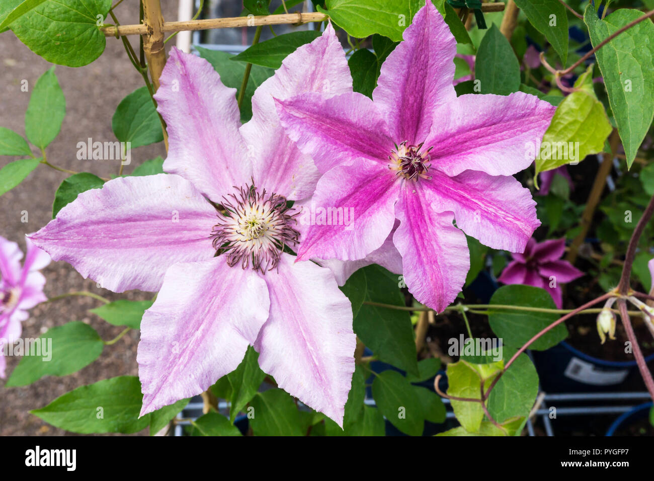 Clematis Ooh la la Stock Photo - Alamy
