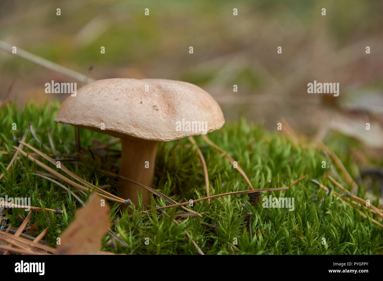 Suillus bovinus, also known as the Jersey cow mushroom or bovine bolete ...