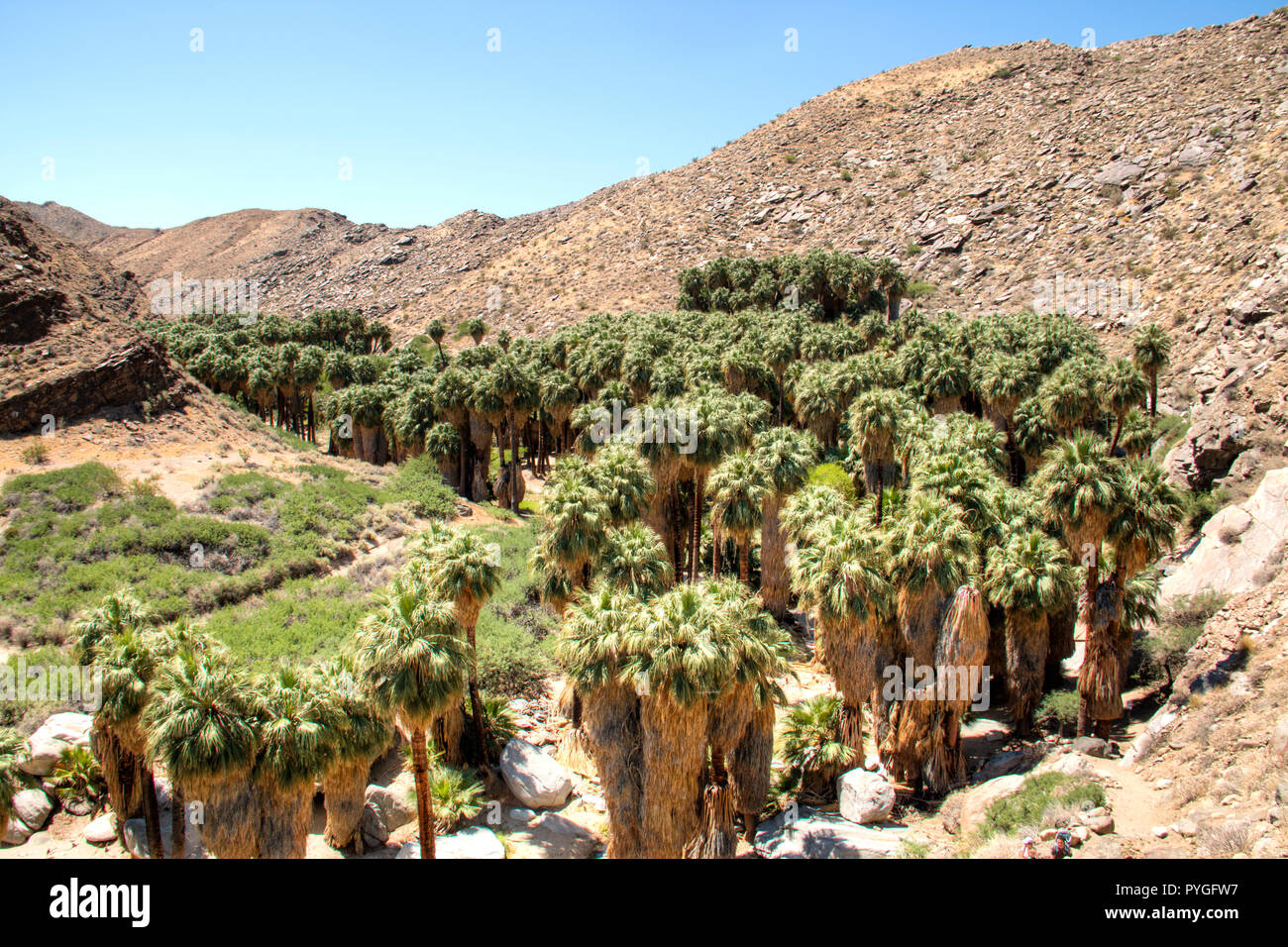 Indian canyon palm desert tree hi-res stock photography and images - Alamy