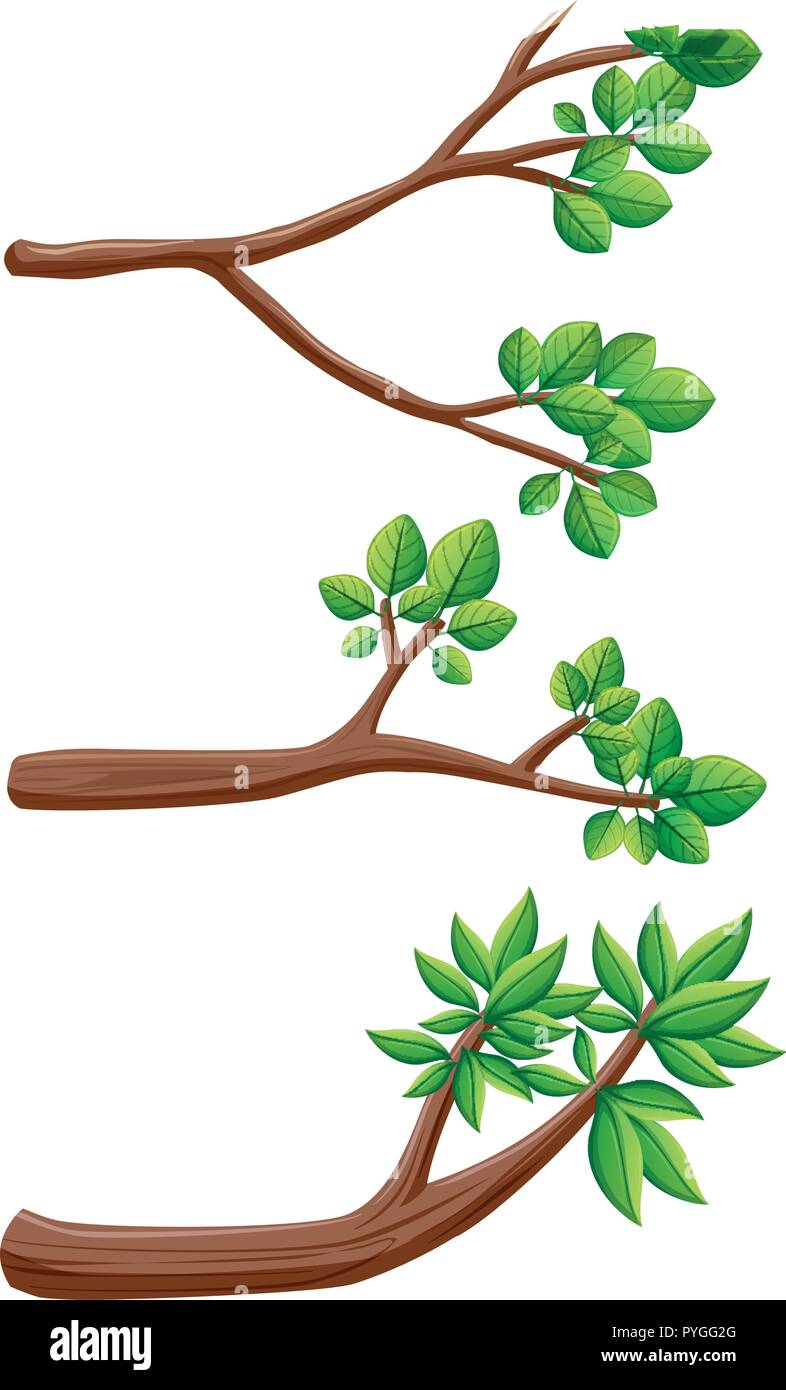 Three different kinds of branches illustration Stock Vector Image & Art ...