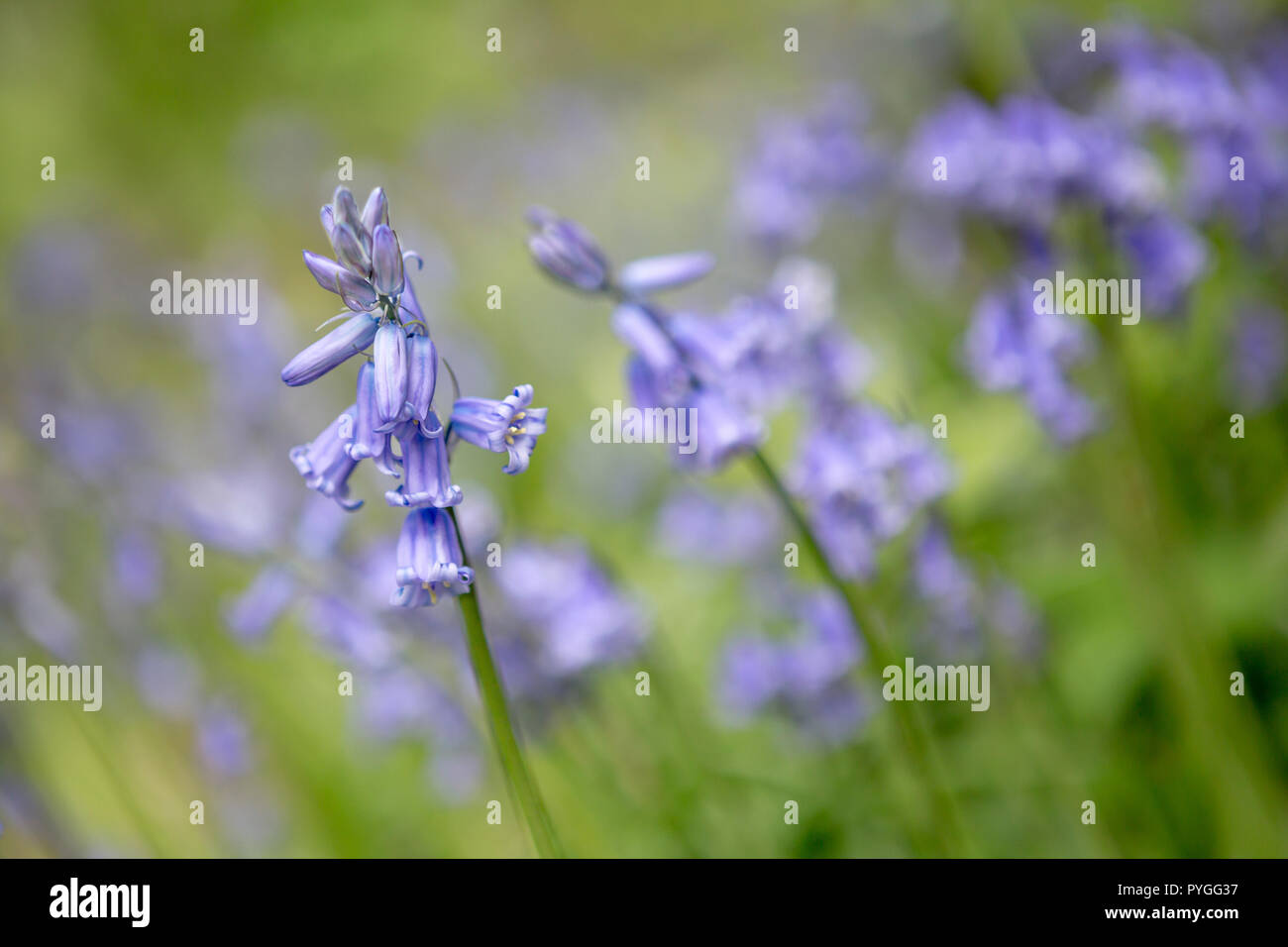 Close-up of violet bluebell flowers in spring, Warwickshire, England ...
