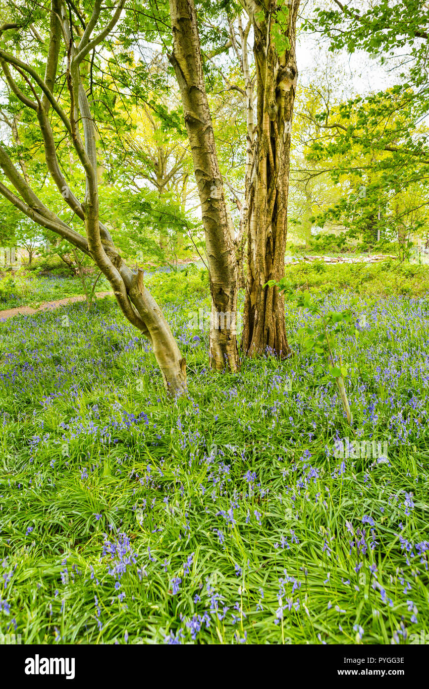 Three trees standing amidst bluebells in bluebell wood, near Coventry ...