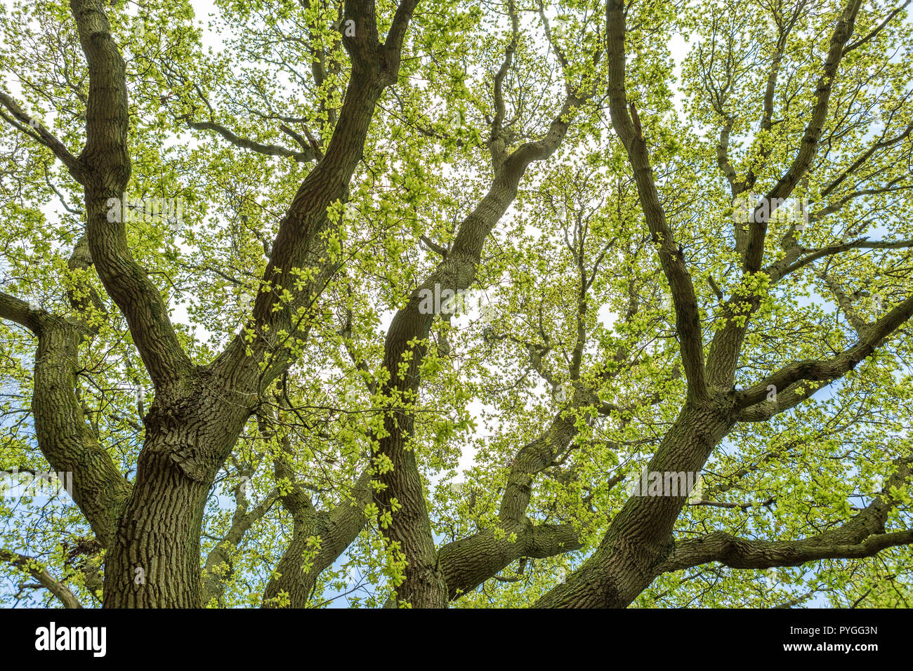 Close up of large branches of an old oak tree during spring, Bluebell ...