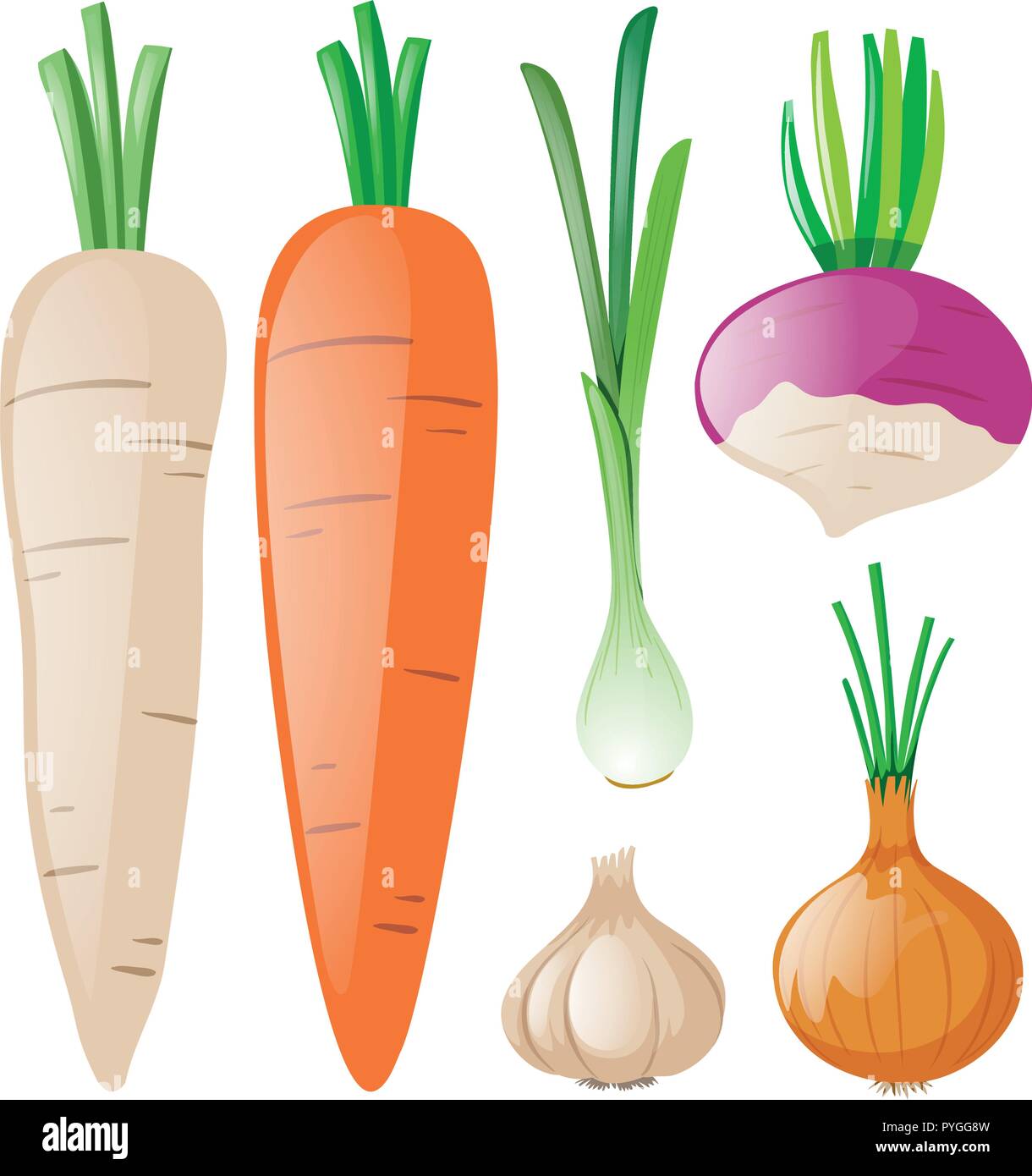 Carrots and other root vegetables illustration Stock Vector Image & Art ...