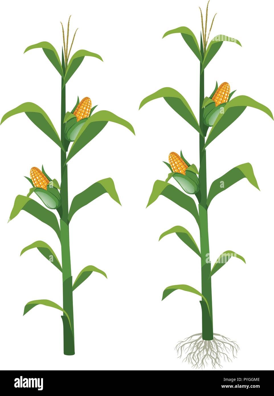 Corns on the corn trees illustration Stock Vector Image & Art - Alamy
