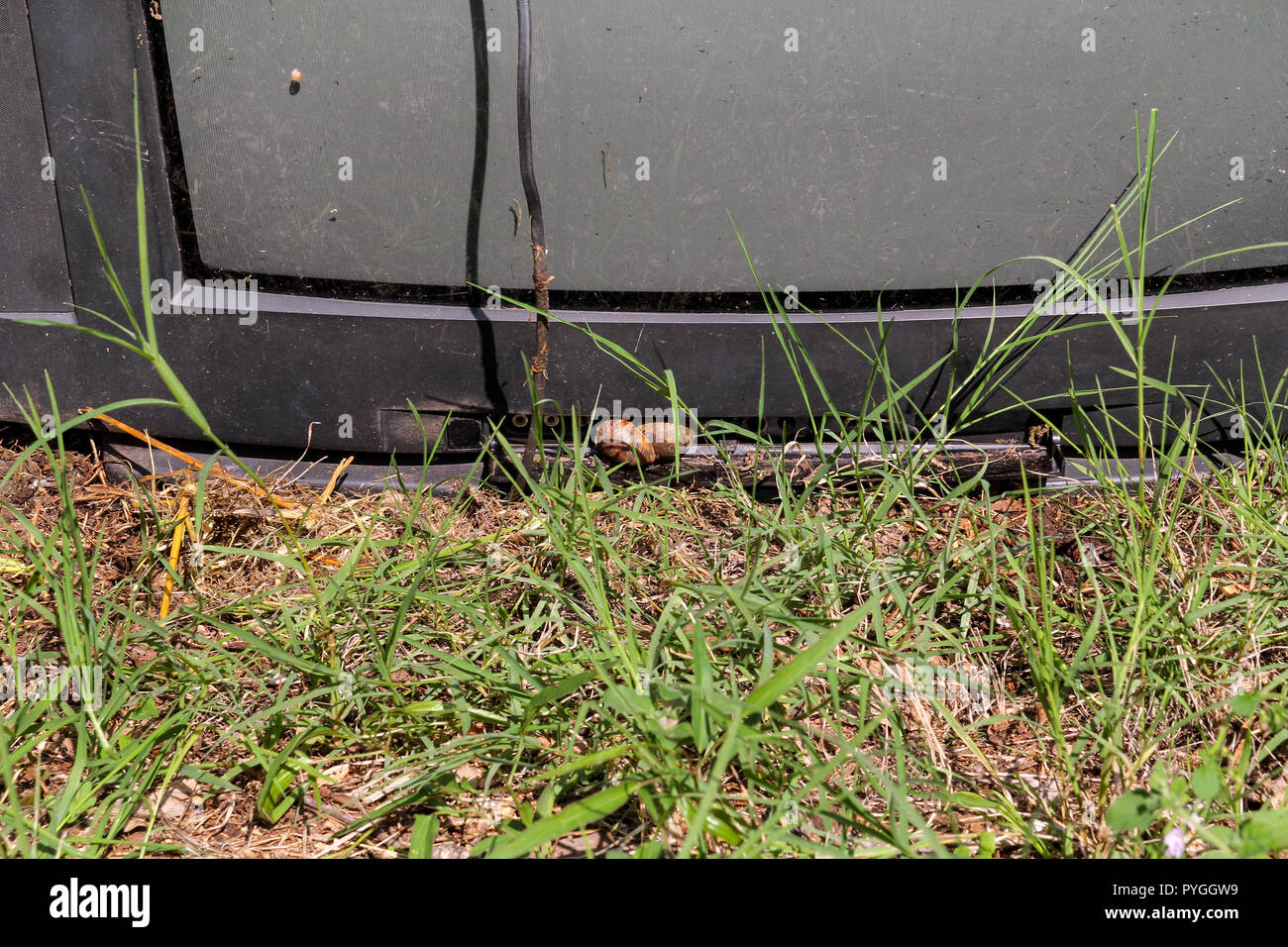 Old TV set dumped and left in the garden along with other bulky trash ...