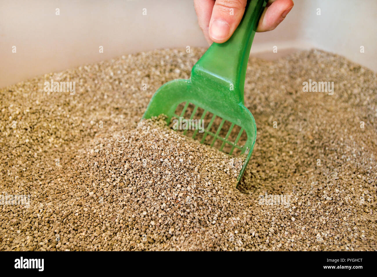 Cleaning cat litter box. Hand is cleaning of cat litter box with green ...