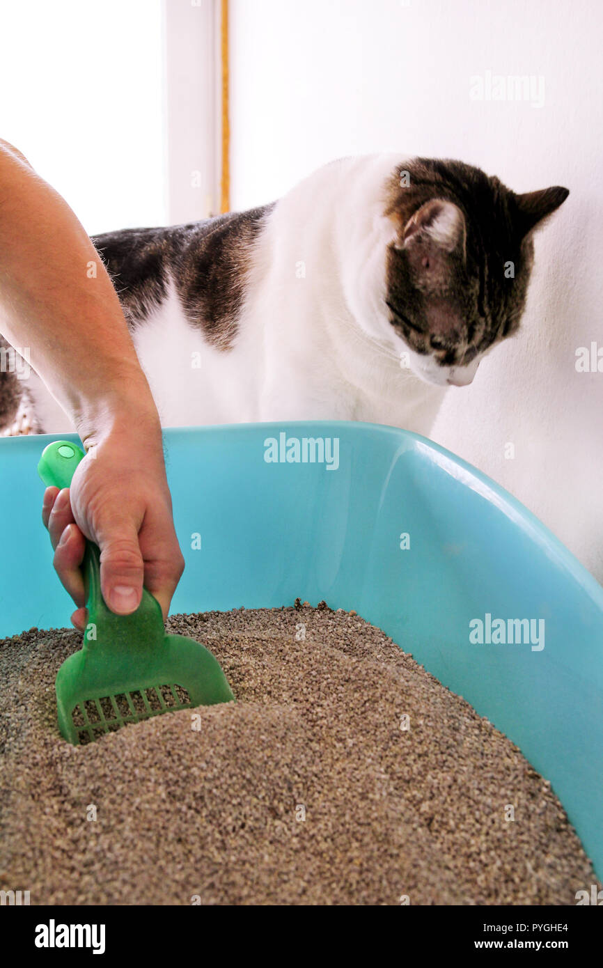 Cleaning cat litter box. Hand is cleaning of cat litter box with green ...
