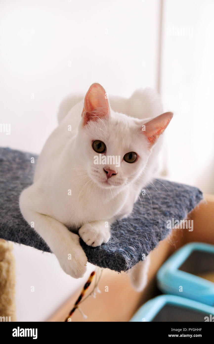 White cat portrait at home lying and relaxing. Close up of white kitten ...
