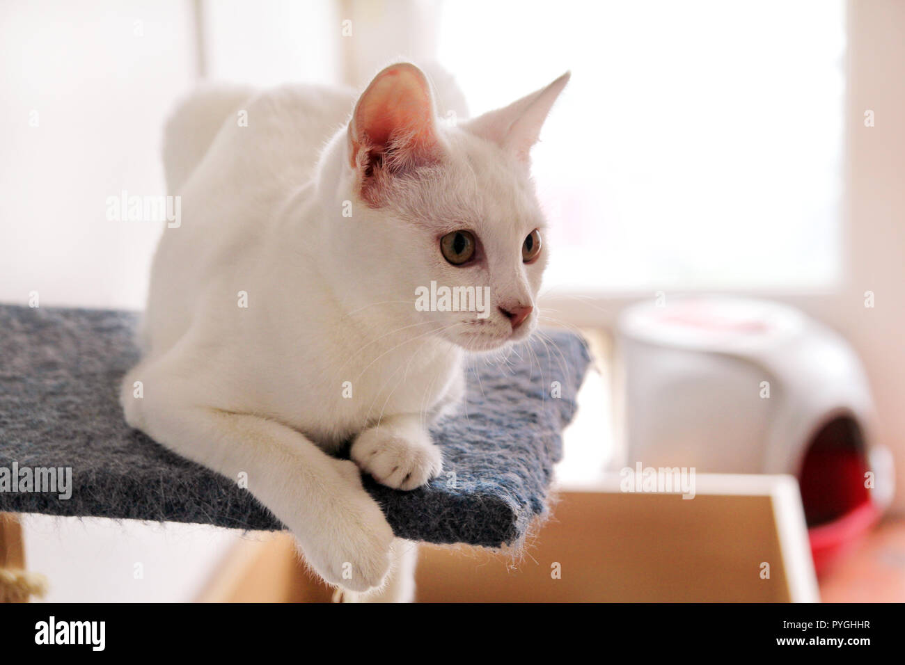 White cat portrait at home lying and relaxing. Close up of white kitten ...