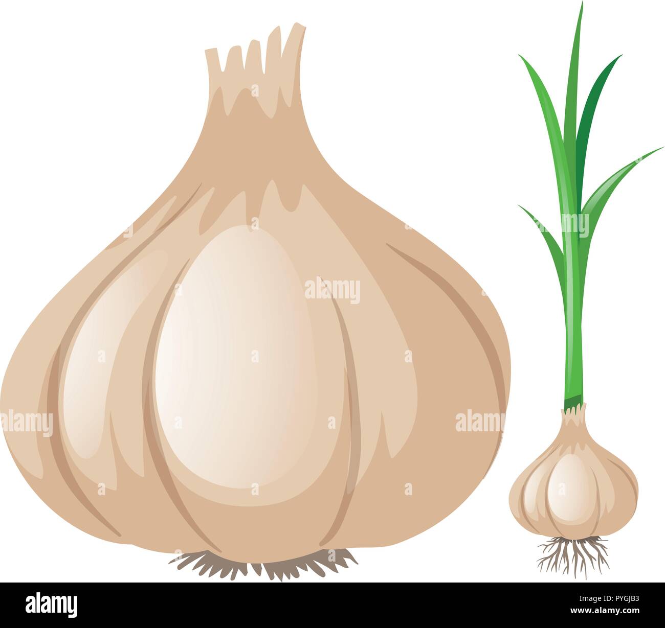 Fresh garlic on white background illustration Stock Vector Image & Art ...