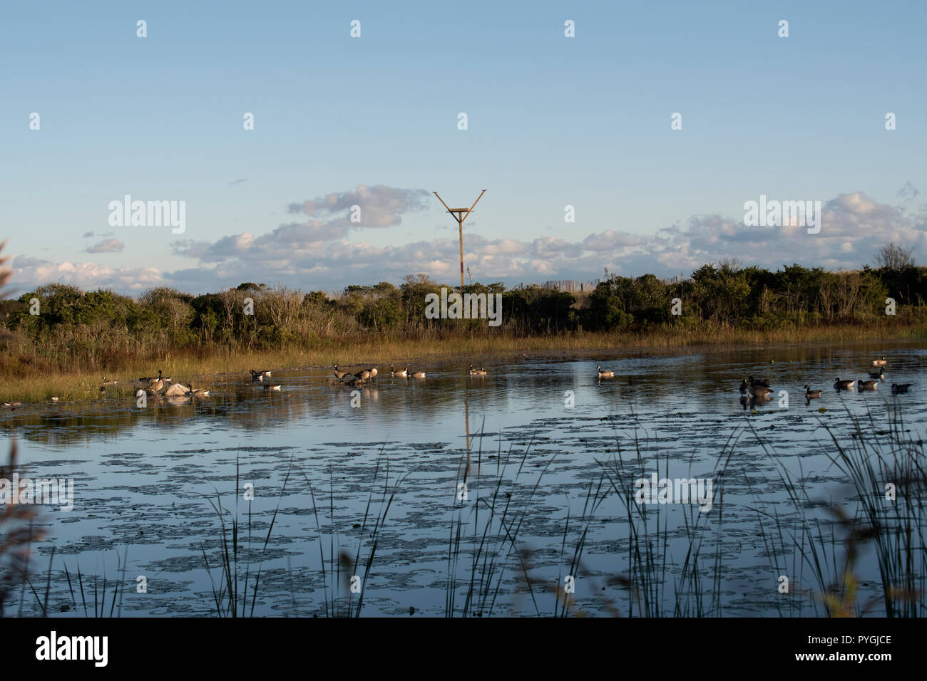 Canadian gees hi-res stock photography and images - Alamy