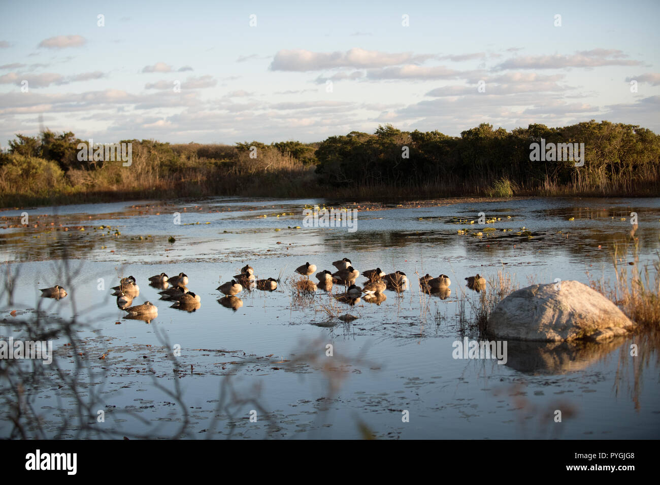 Group geese in pond hi-res stock photography and images - Alamy