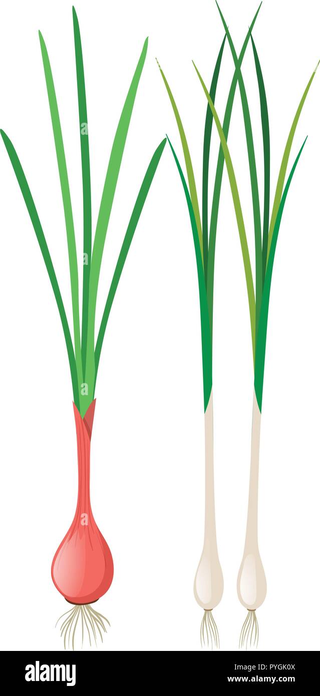 Onion roots Stock Vector Images - Alamy