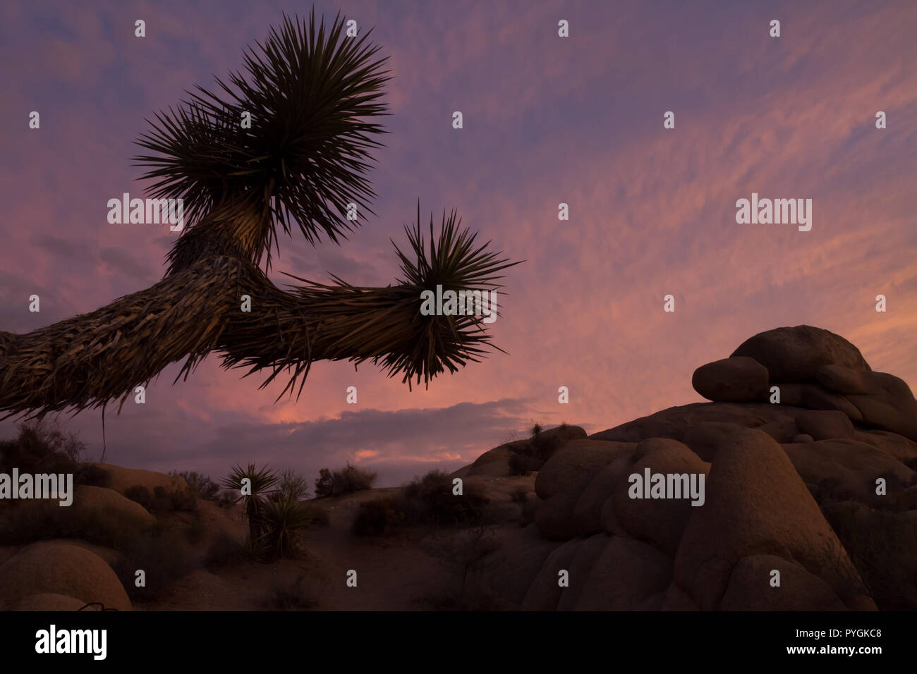 Sunset in Joshua Tree National Park, California Stock Photo - Alamy