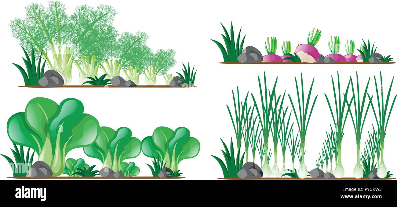 Four kinds of vegetables in the garden illustration Stock Vector Image ...