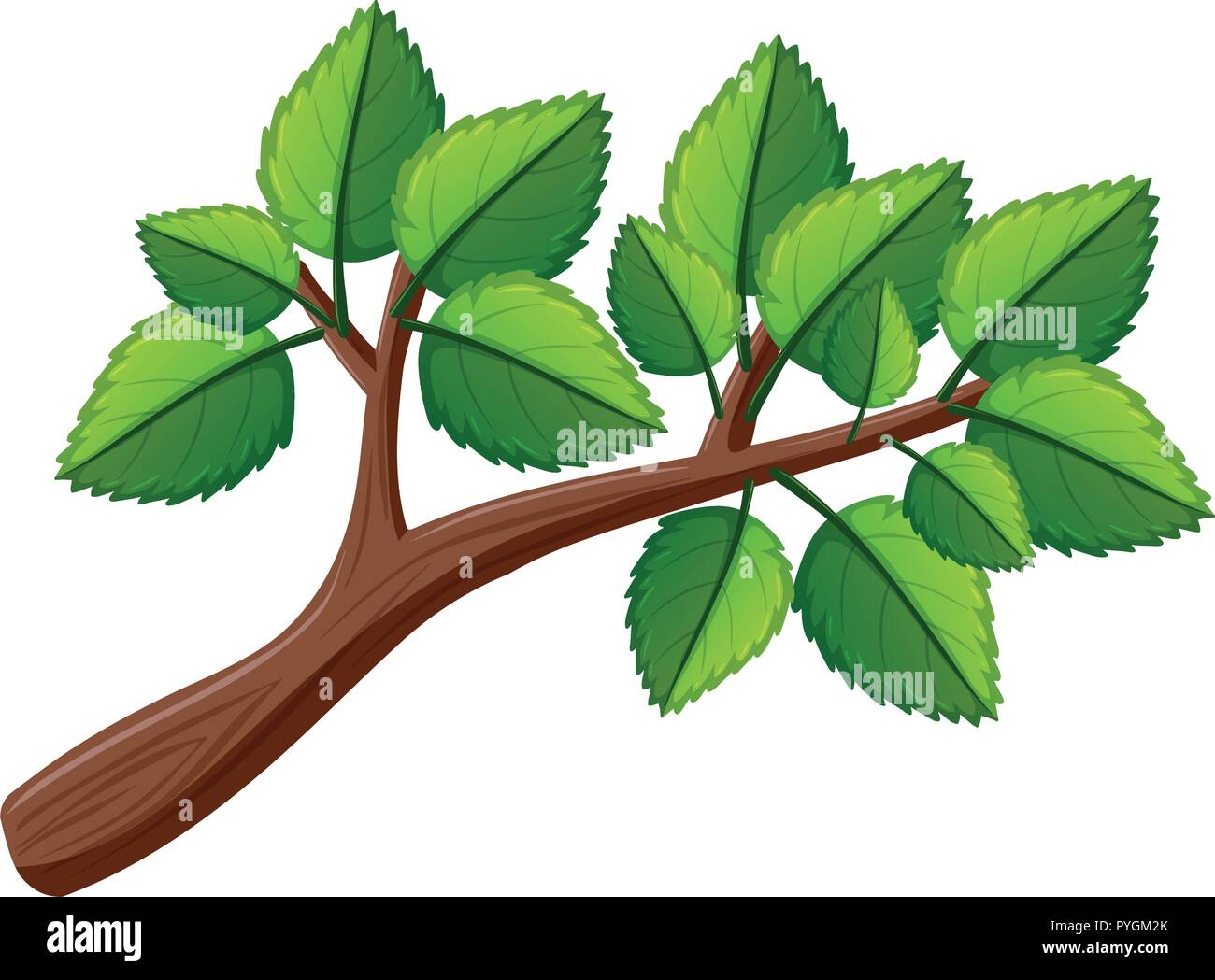 Tree branch with leaves illustration Stock Vector Image & Art - Alamy