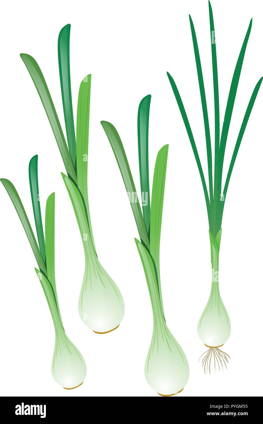 Green onions with roots illustration Stock Vector Image & Art - Alamy