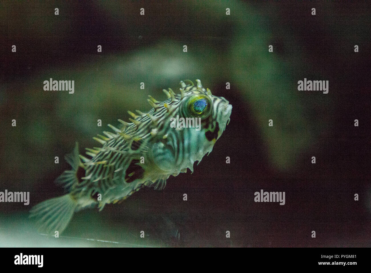 Balloonfish Diodon holocanthus swims along a marine reef aquarium in ...
