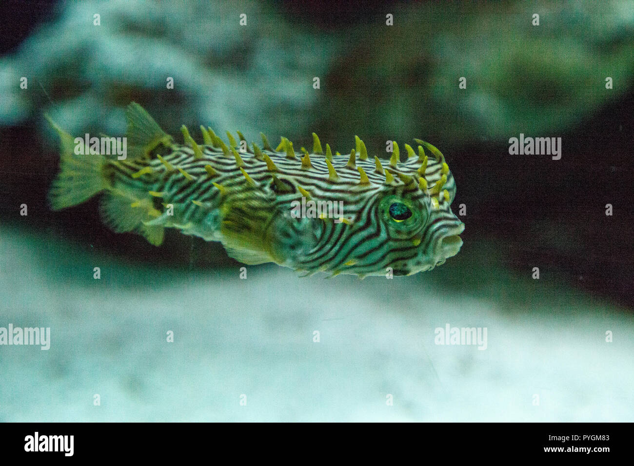 Balloonfish Diodon holocanthus swims along a marine reef aquarium in ...