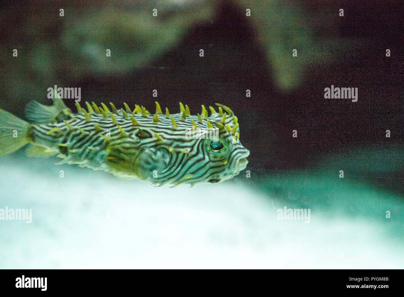 Balloonfish Diodon holocanthus swims along a marine reef aquarium in ...