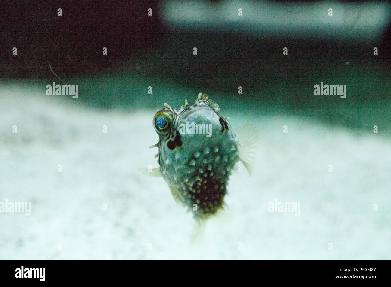 Balloonfish Diodon holocanthus swims along a marine reef aquarium in ...