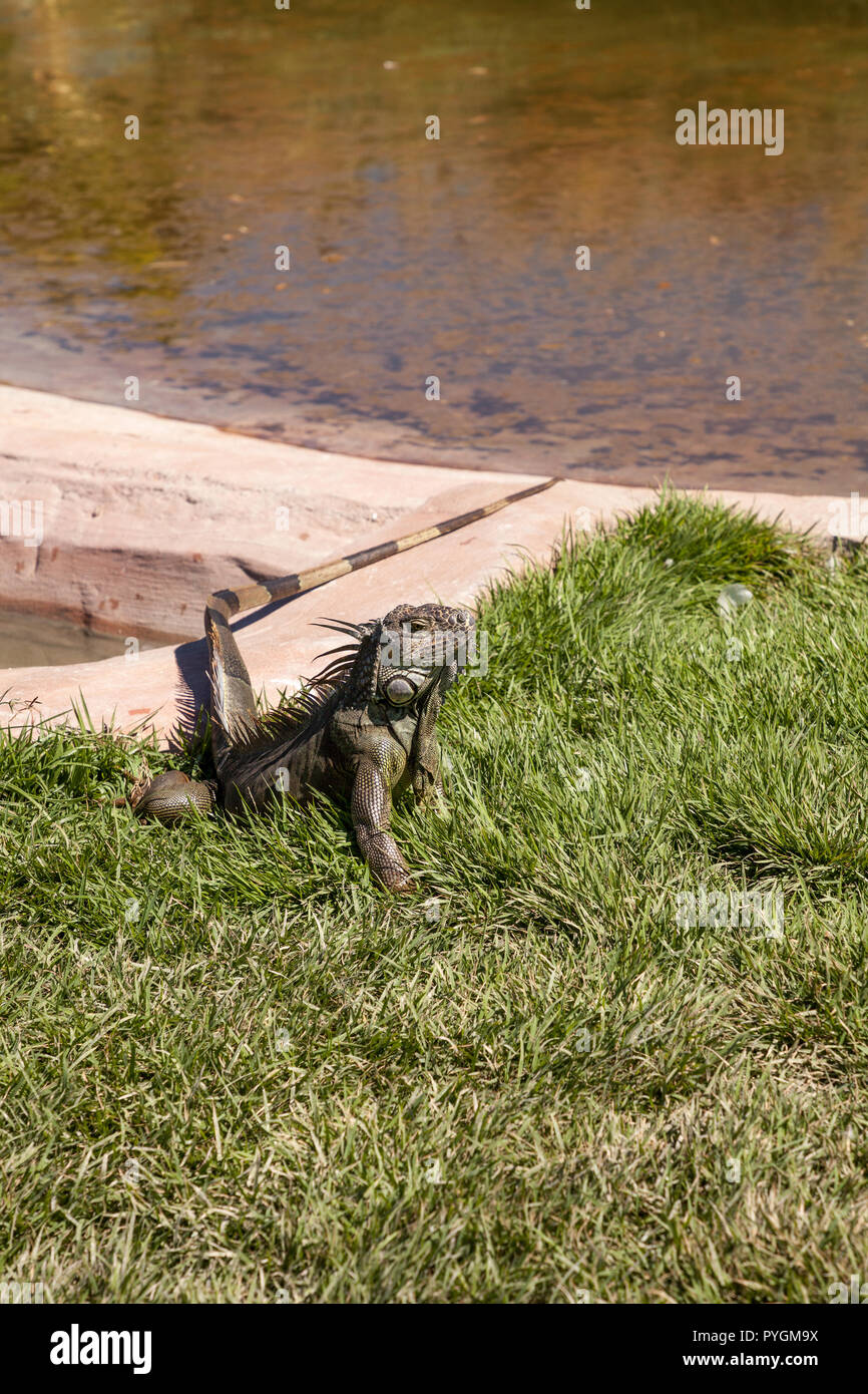 Green Iguana also known as Iguana iguana basks on a rock in Miami ...