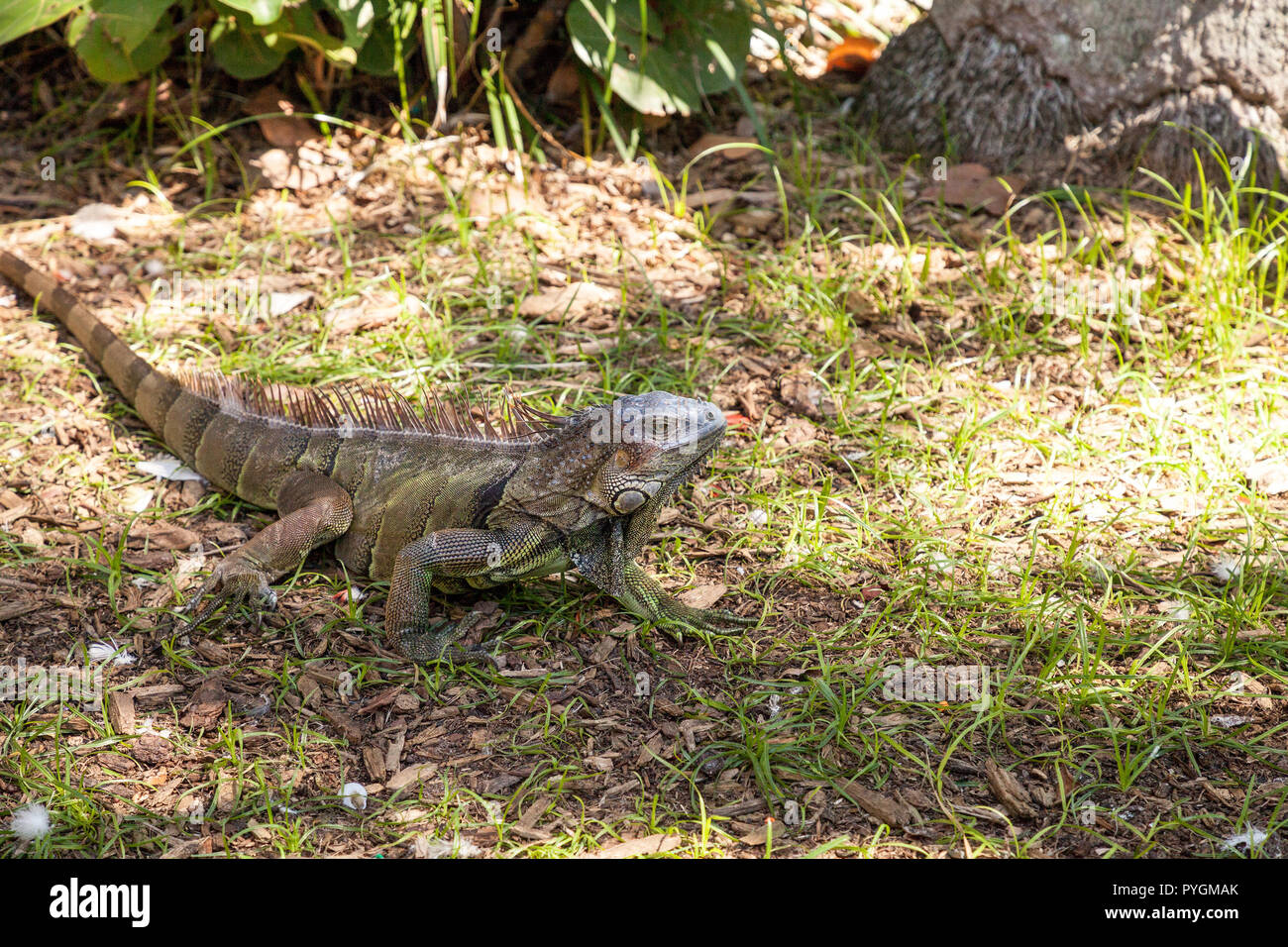 Green Iguana also known as Iguana iguana basks on a rock in Miami ...